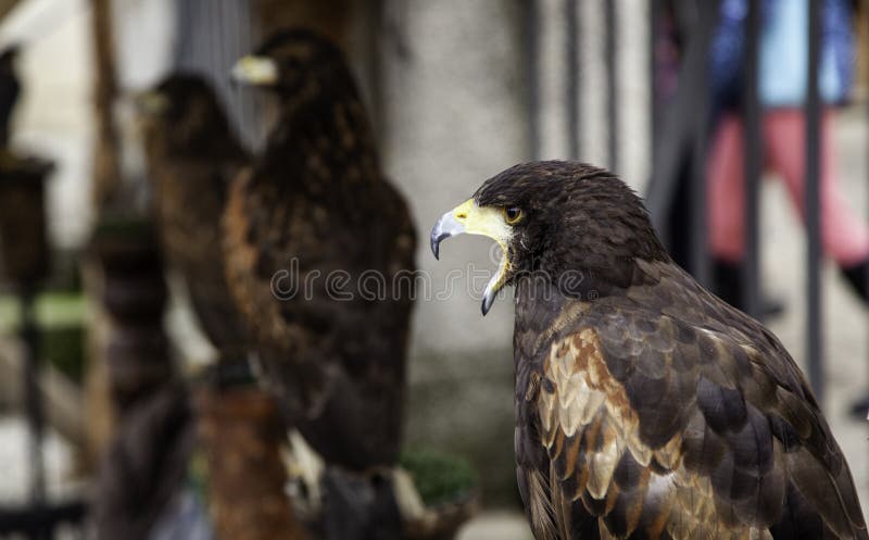 Wild Hawks stock image. Image of beauty, animal, outdoor - 134253015