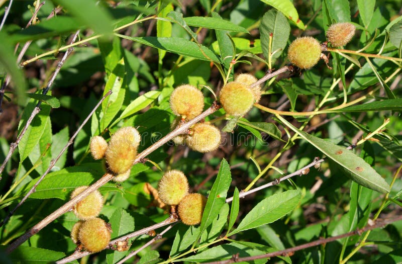 Wild hazel stock image. Image of bashkortostan, bush - 20374919