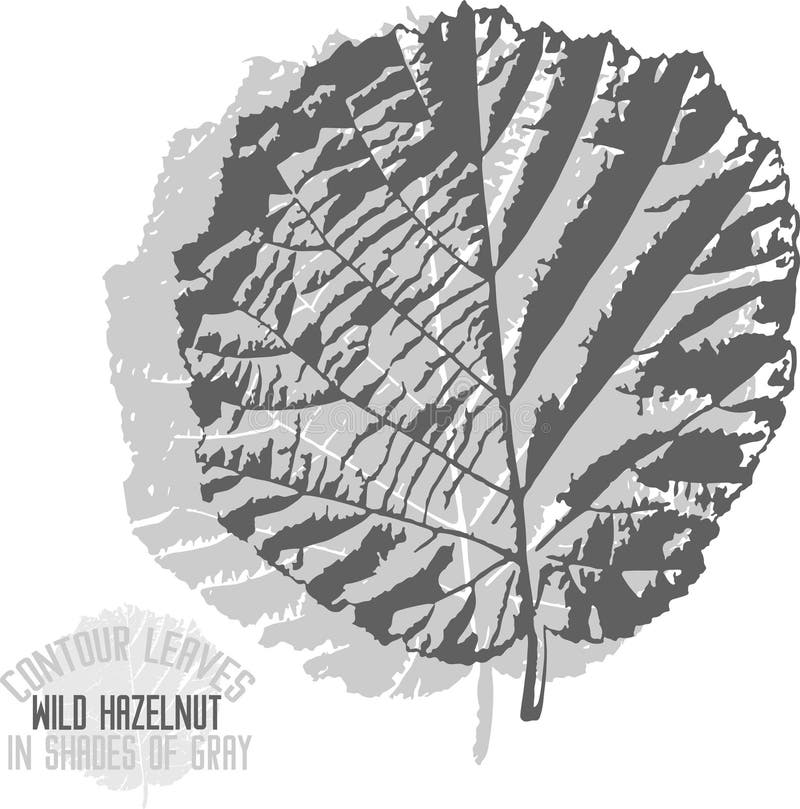 Hazel Silhouette Stock Illustrations – 604 Hazel Silhouette Stock ...