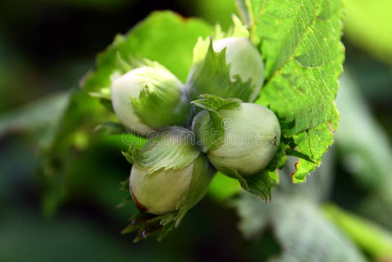 Wild hazelnuts stock photo. Image of ripe, alternative - 194786856