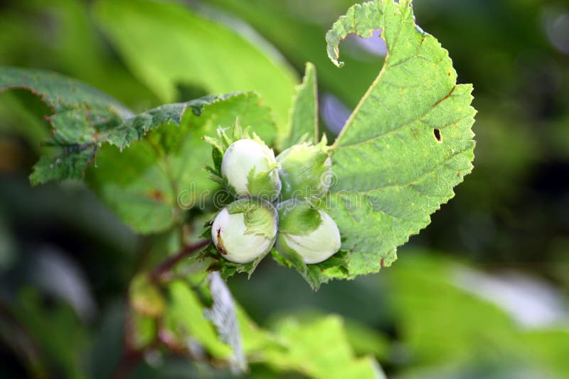Wild Hazelnuts Maturing on Tree in Scandinavian Forest Stock Image ...