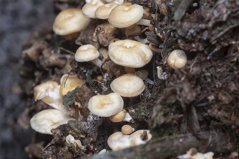 The Wild Head Cap-shaped Mushrooms Sprouting Out from the Decaying ...