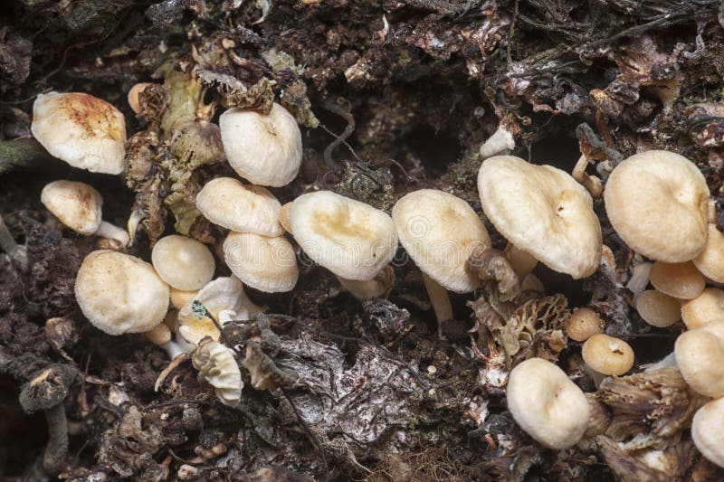 The Wild Head Cap-shaped Mushrooms Sprouting Out from the Decaying ...