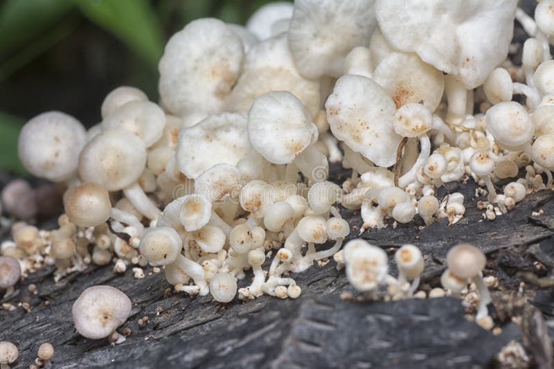 The Wild Head Cap-shaped Mushrooms Sprouting Out from the Decaying ...