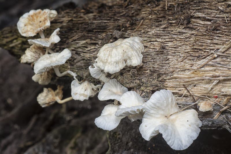 The Wild Head Cap-shaped Mushrooms Sprouting Out from the Decaying ...