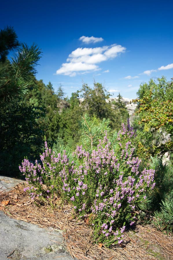 Wild Heather And Trail - Denmark Stock Photo - Image of idyllic, field ...