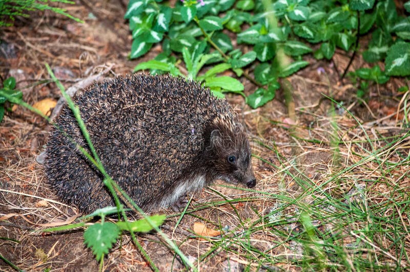 Wild hedgehog closeup stock photo. Image of rodent, wild - 156696002