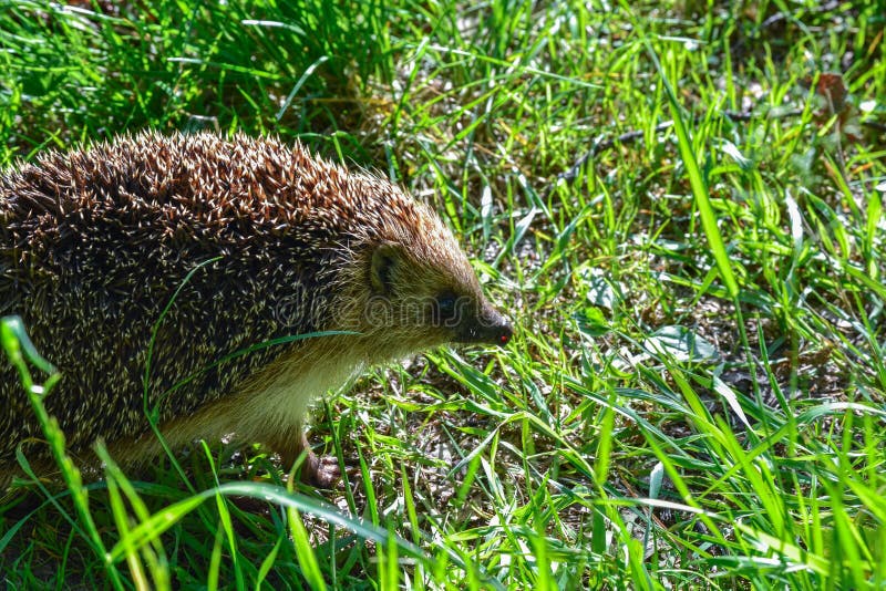 Wild Hedgehog in a Field in the Grass. Animals in the Wild Stock Photo ...
