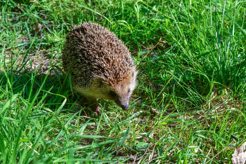 Wild Hedgehog in a Field in the Grass. Animals in the Wild Stock Image ...