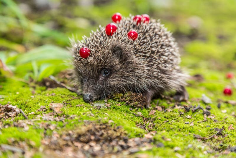 Wild Hedgehog is Looking for a Food Stock Image - Image of endangered ...