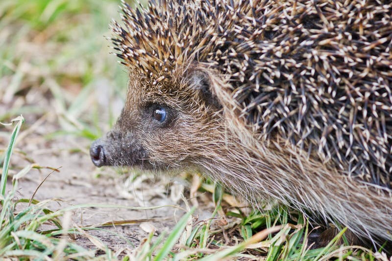 Wild hedgehog stock image. Image of grass, field, animal - 114398755