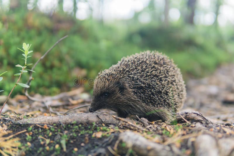 Wild Hedgehog in Natural Habitat Stock Photo - Image of common, natural ...