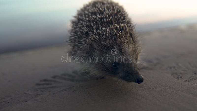A Wild Hedgehog Walks on the Beach Along the River Stock Image - Image ...