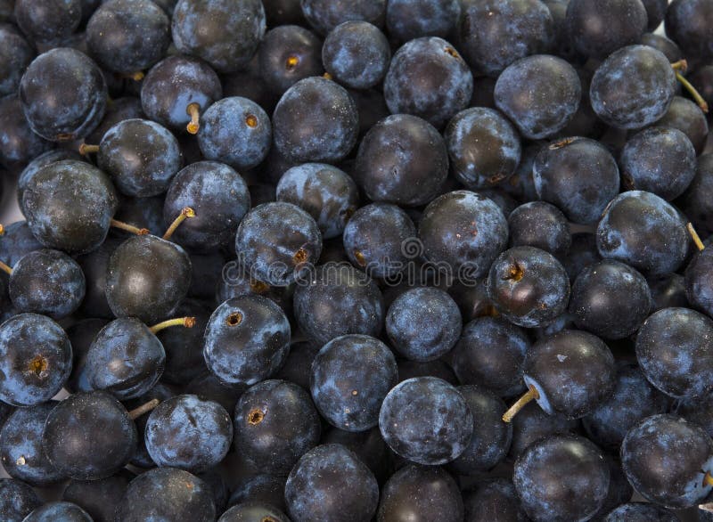 Wild Hedgerow Sloes stock photo. Image of harvest, purple - 28203716