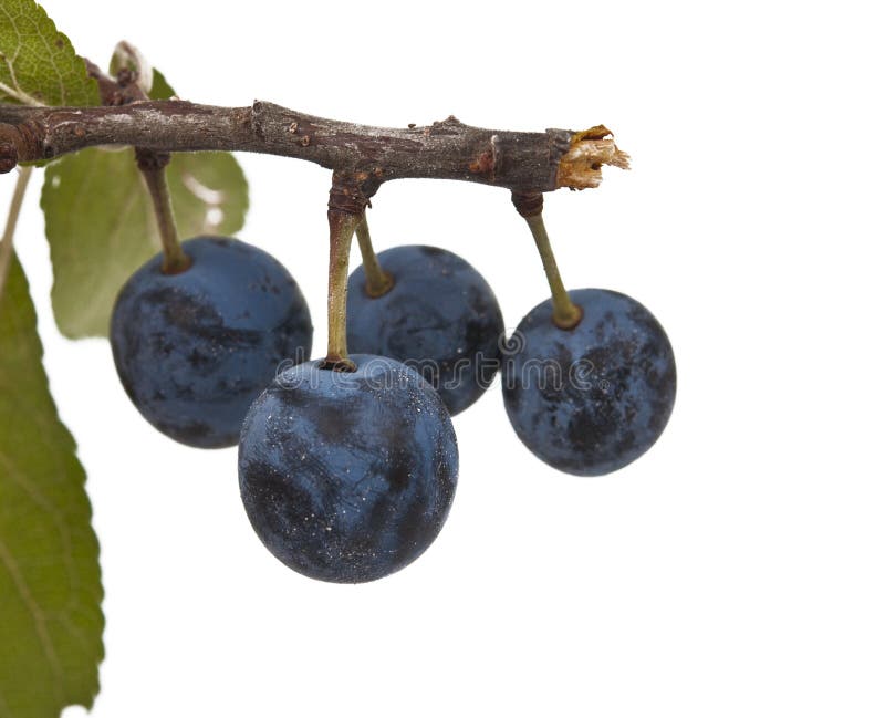 Wild Hedgerow Sloes Isolated Stock Image - Image of fruit, small: 28202887
