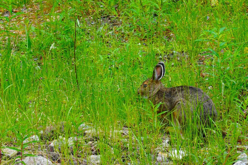 Rabbit Wild Heir Stock Photos - Free & Royalty-Free Stock Photos from ...