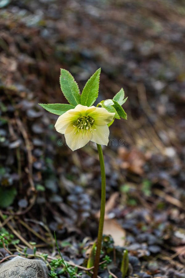 Wild Hellebore Flowers in the Spring Forest Stock Image - Image of ...
