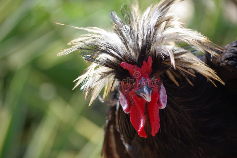 790 Angry Hen Stock Photos - Free & Royalty-Free Stock Photos from ...