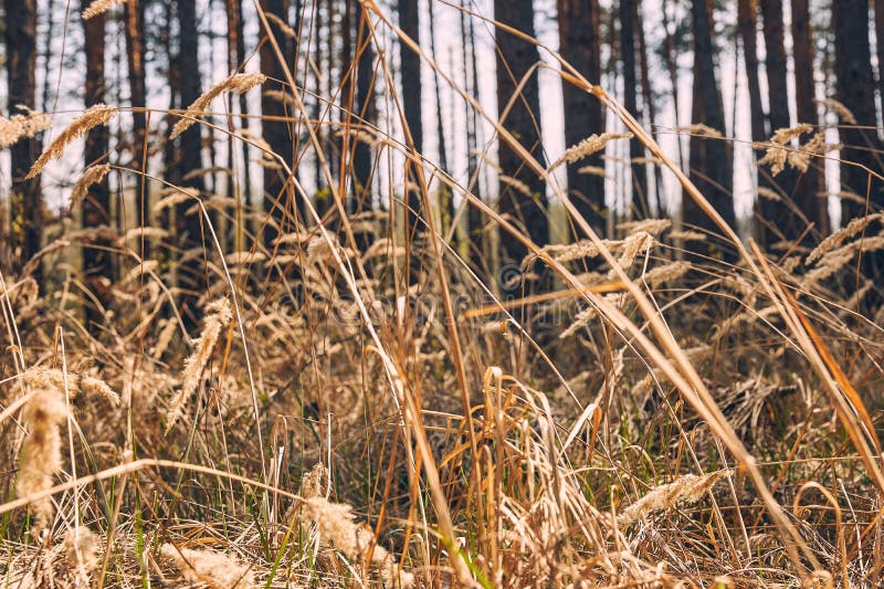 Wild Herbs Drooping Down To the Ground Stock Photo - Image of ...