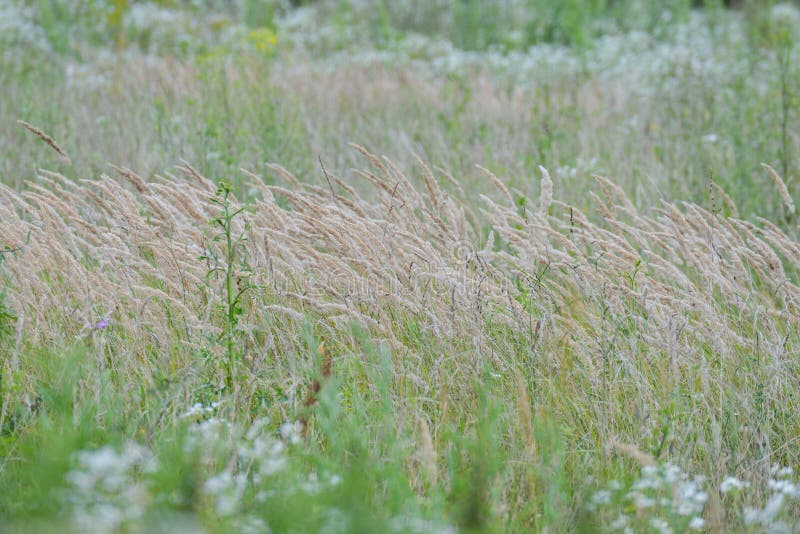 Spring wild flowers stock image. Image of floral, blossom - 188403585