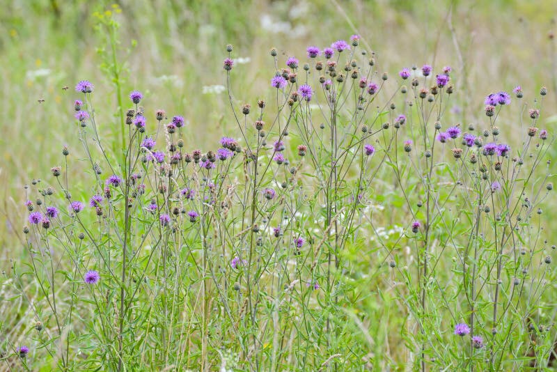 Spring wild flowers stock image. Image of floral, leaf - 188403605