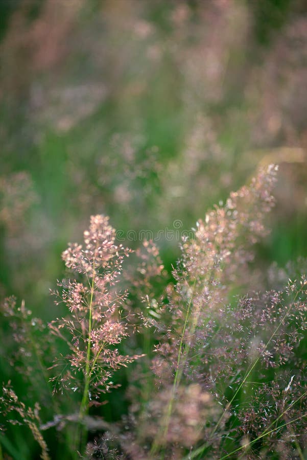 Wild herbs stock image. Image of macro, landscape, field - 57441939