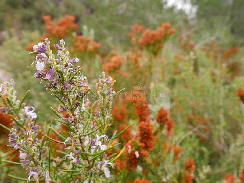 Wild Herbs Greenery Natural Background in the Forest Stock Image ...