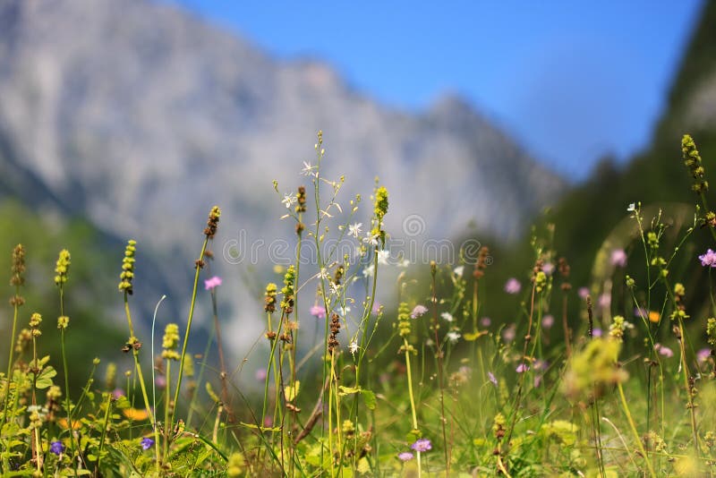 Beautiful Blooming Mountain Flowers in Snowcapped Alps in Spring Stock ...