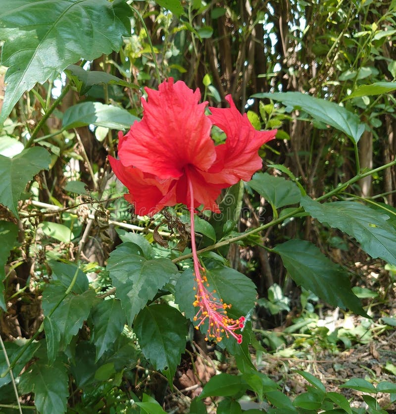 Wild Hibiscus is Beautiful when Its Flowers Bloom Stock Image - Image ...