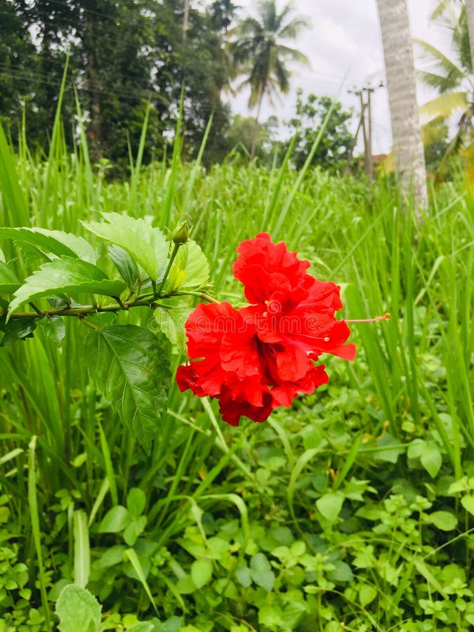 Wild Hibiscus Flower Unedited Photo Picture. Image: 252340196