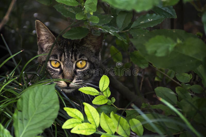 Young Kitten Hiding In Garden Bushes Stock Image - Image of nature ...