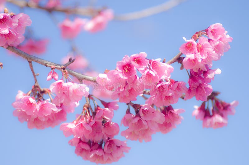 Wild Himalayan Cherry stock photo. Image of prunoideae - 85524236