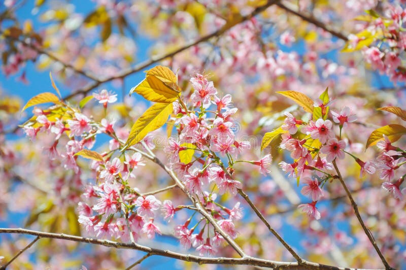 Wild Himalayan Cherry stock image. Image of cerasoides - 47202081