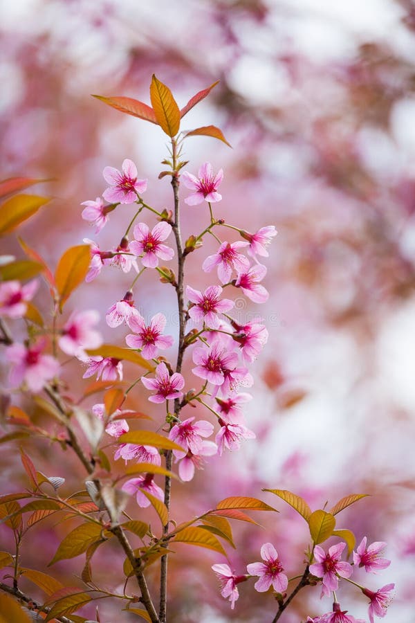 Wild Himalayan Cherry Blooming (Prunus Cerasoides) Stock Photo - Image ...