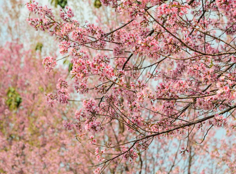 Wild Himalayan cherry tree stock photo. Image of prunus - 32662994