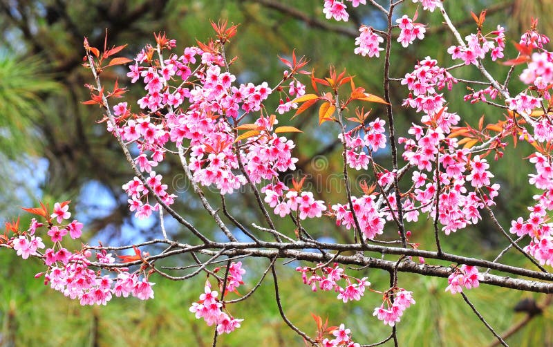 Wild Himalayan Cherry stock image. Image of fresh, himalayan - 49612963