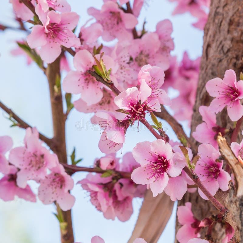 The Wild Himalayan Cherry at Gorges Du Dades in Morocco Stock Image ...