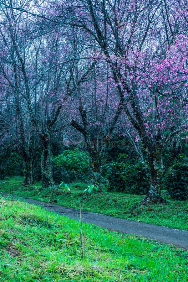 Wild Himalayan Cherry in Khun Wang Royal Project Stock Photo - Image of ...