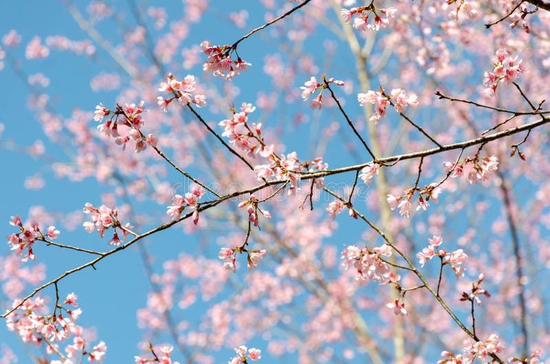 Wild Himalayan Cherry (Prunus Cerasoides) Stock Image - Image of prunus ...