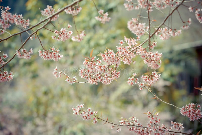 Wild Himalayan Cherry Spring Blossom Stock Image - Image of blooming ...