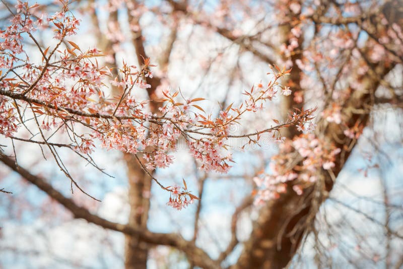 Wild Himalayan Cherry Spring Blossom Stock Photo - Image of blossoming ...