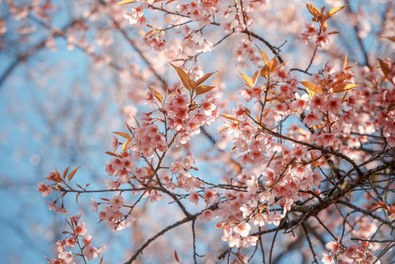 Wild Himalayan Cherry Spring Blossom Stock Photo - Image of beautiful ...