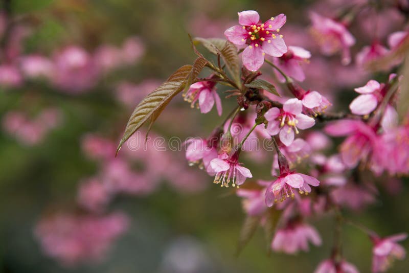 Wild Himalayan Cherry. stock photo. Image of blue, thailand - 94997702