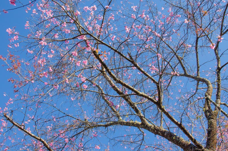 Wild Himalayan Cherry tree stock image. Image of bloom - 142425947