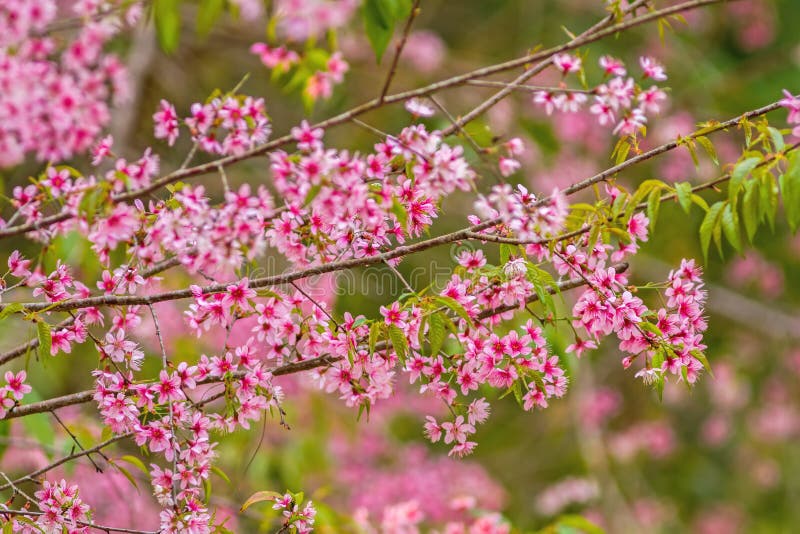 Wild Himalayan Cherry on Tree in Chiang Mai Province, Thailand Stock ...