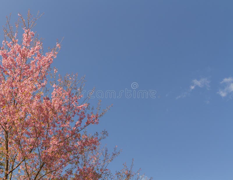 Wild Himalayan Cherry Tree on Sky Background in Thailand Stock Photo ...