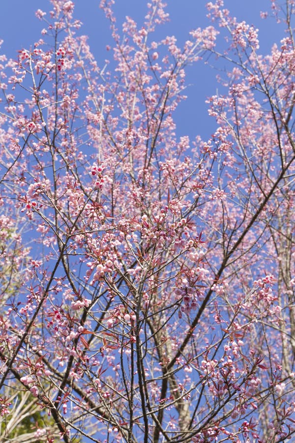 Wild Himalayan Cherry Tree in Thailand Stock Image - Image of asia ...