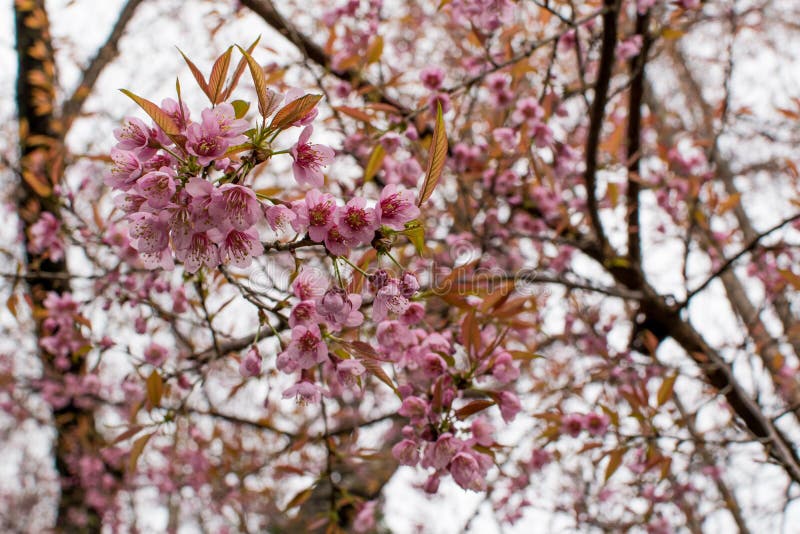 Wild Himalayan Cherry is Very Beautiful. Flowering only Winter Stock ...