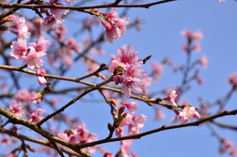 Wild Himalayan Cherry stock photo. Image of thailand - 218644430