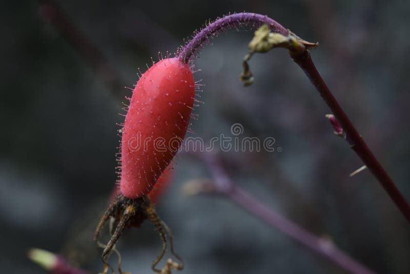 Wild hip stock photo. Image of flora, autumn, season - 235699416